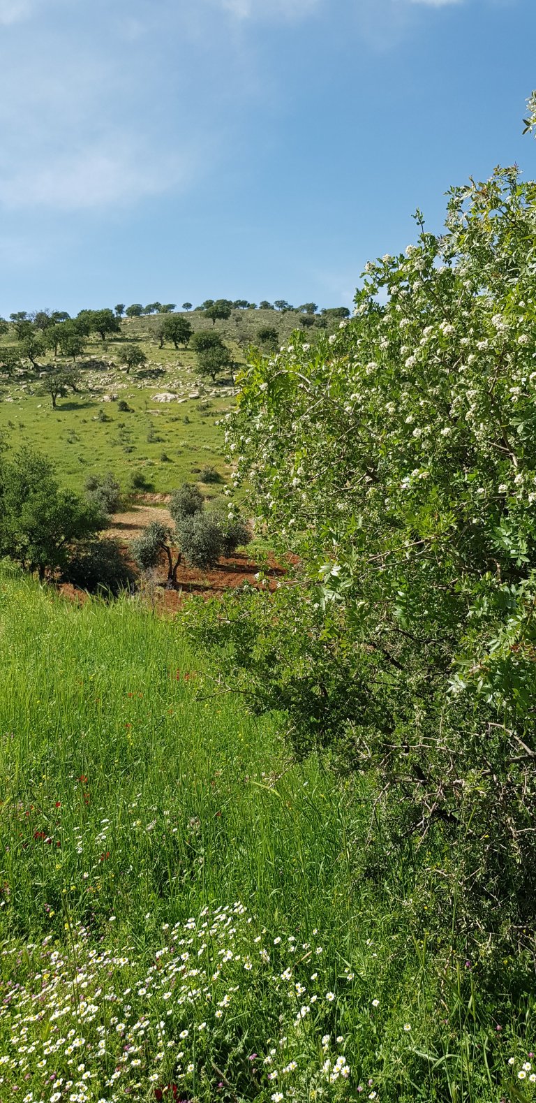 I am back! Middle Eastern wheat berry porridge “burbara” recipe – Chef ...
