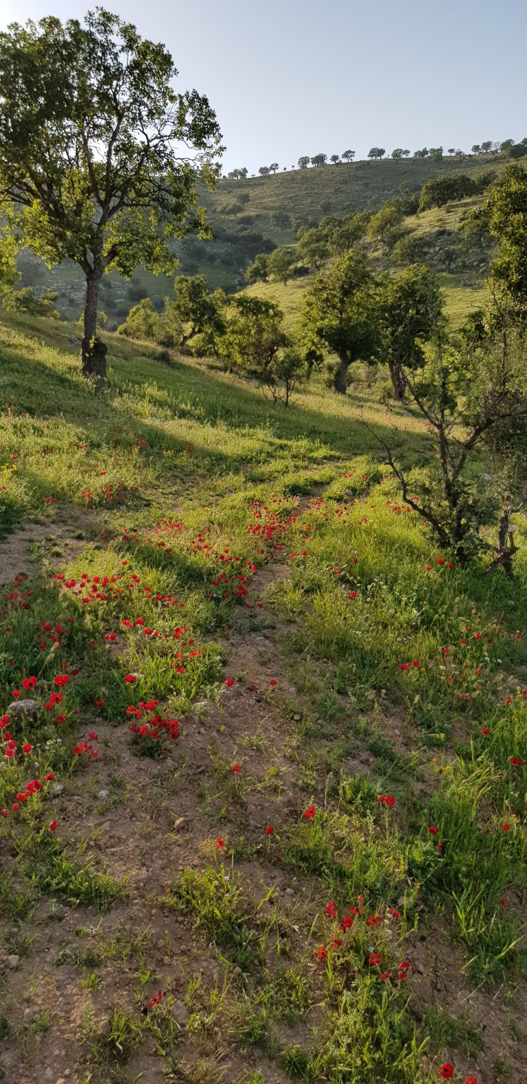 I am back! Middle Eastern wheat berry porridge “burbara” recipe – Chef ...